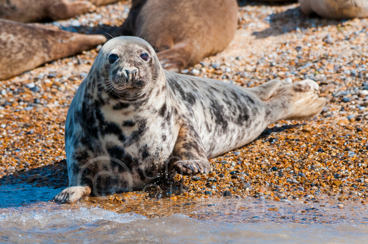 Grey Seal – Chris Gilman | Photography, Naturally